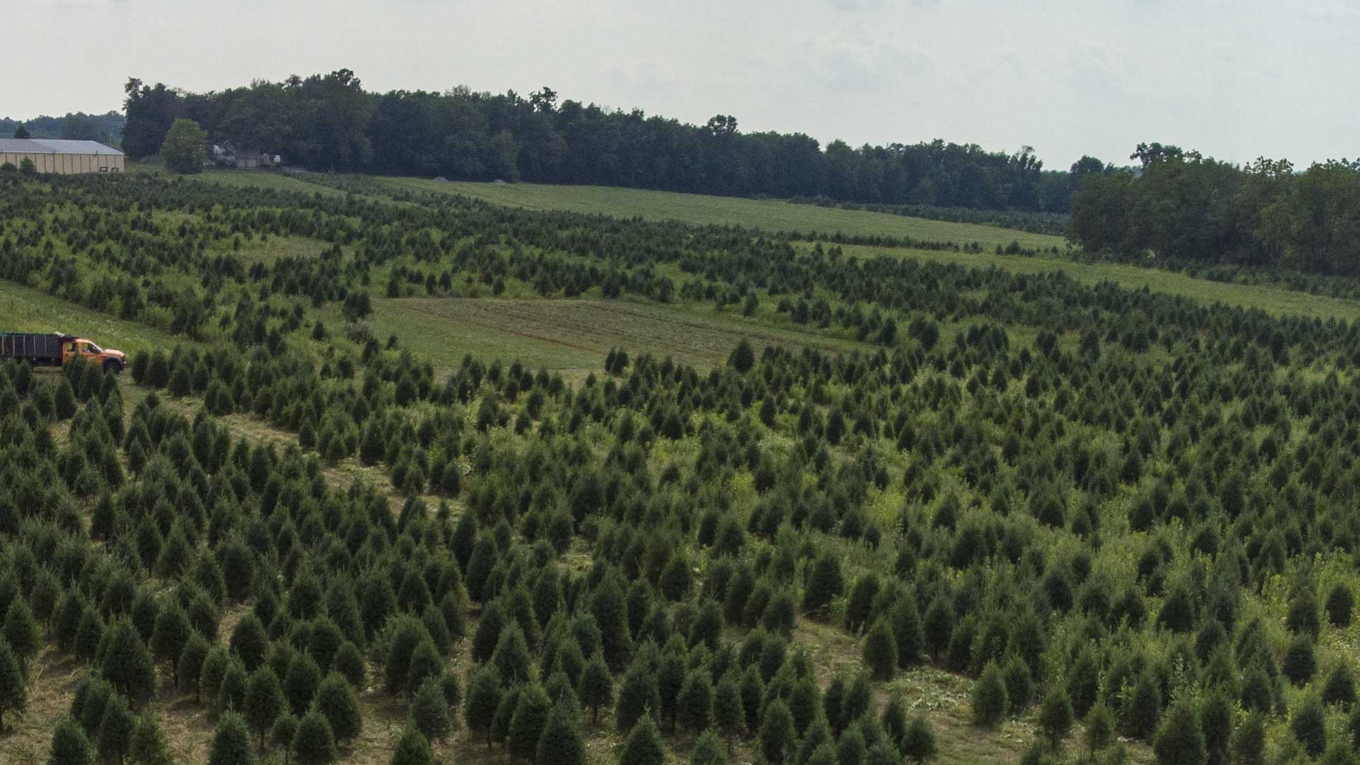 Logistics Of Christmas Tree Shipping | Zmodal: Digital Intermodal ...